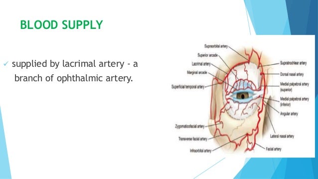 Anatomy of lacrimal gland