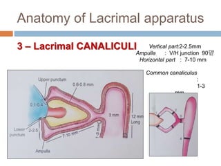 Anatomy_of_Lacrimal_Gland.. Very well elaborated | PPTX