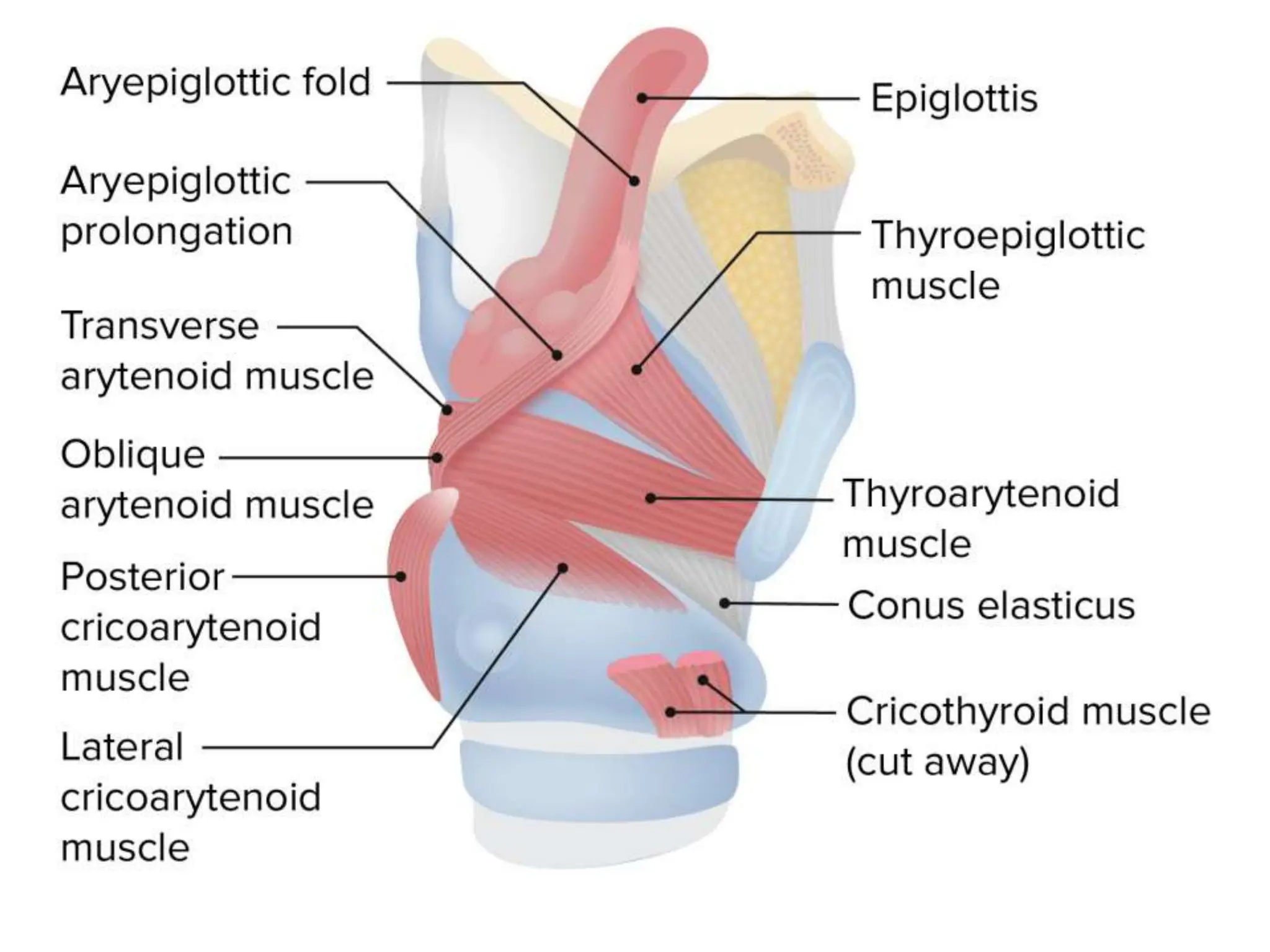ANATOMY AND FUNCTIONS OF LARYNX-1...pptx