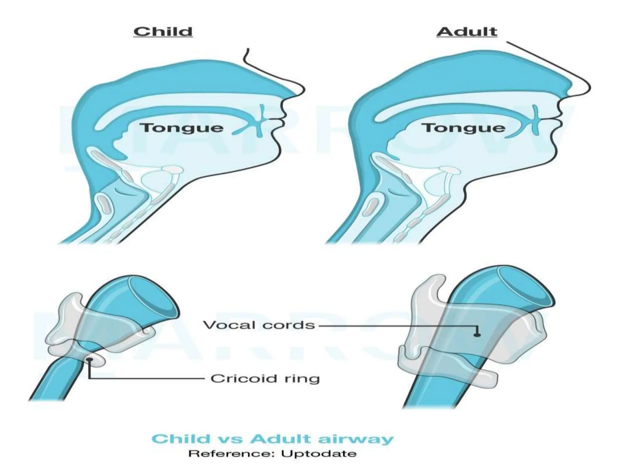 ANATOMY AND FUNCTIONS OF LARYNX-1...pptx