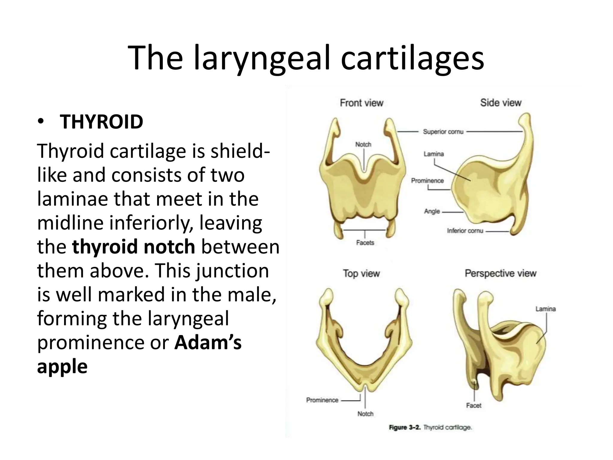 ANATOMY AND FUNCTIONS OF LARYNX-1...pptx