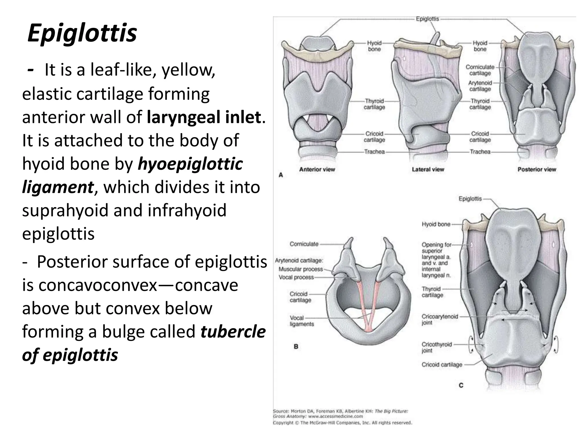 ANATOMY AND FUNCTIONS OF LARYNX-1...pptx