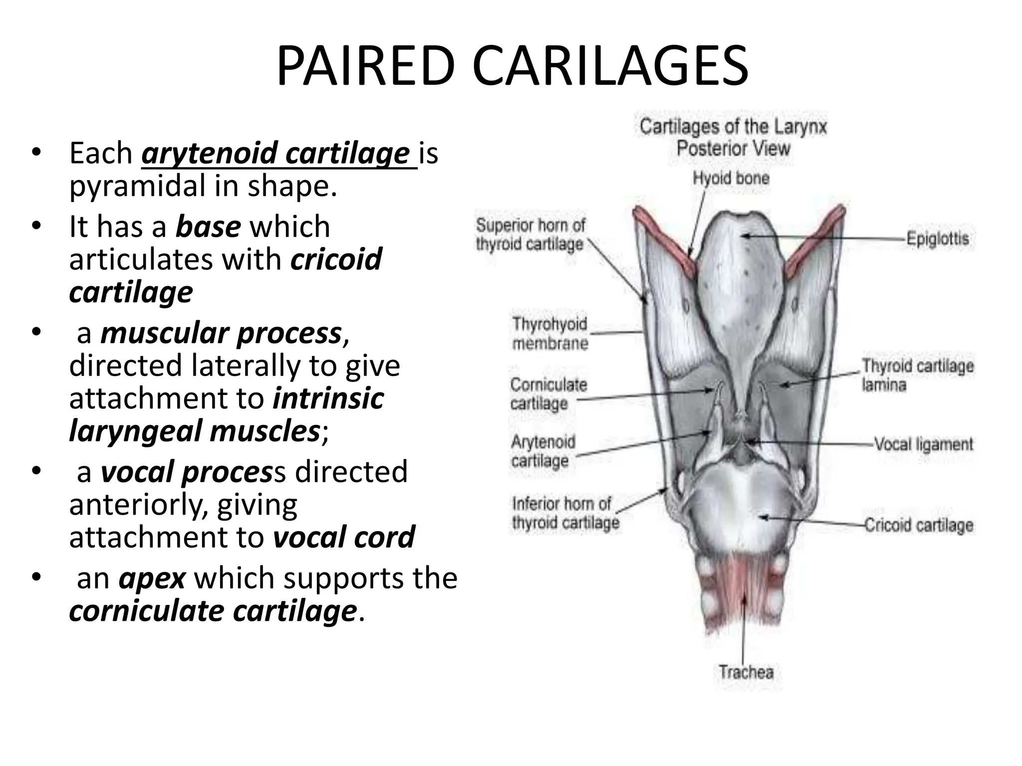 ANATOMY AND FUNCTIONS OF LARYNX-1...pptx