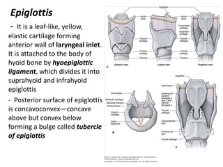 ANATOMY AND FUNCTIONS OF LARYNX-1...pptx