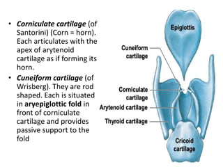 ANATOMY AND FUNCTIONS OF LARYNX-1...pptx