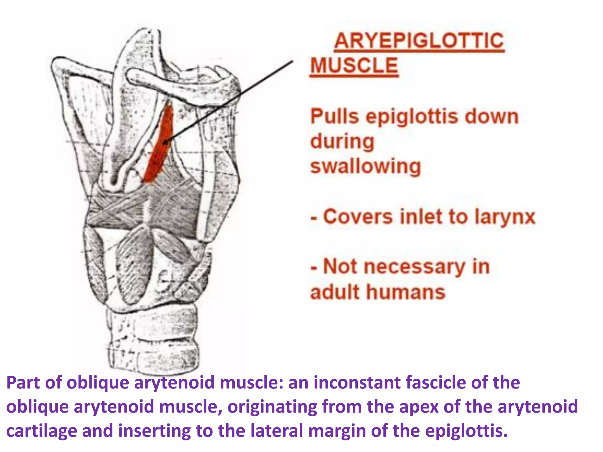 Anatomy of Larynx | PDF