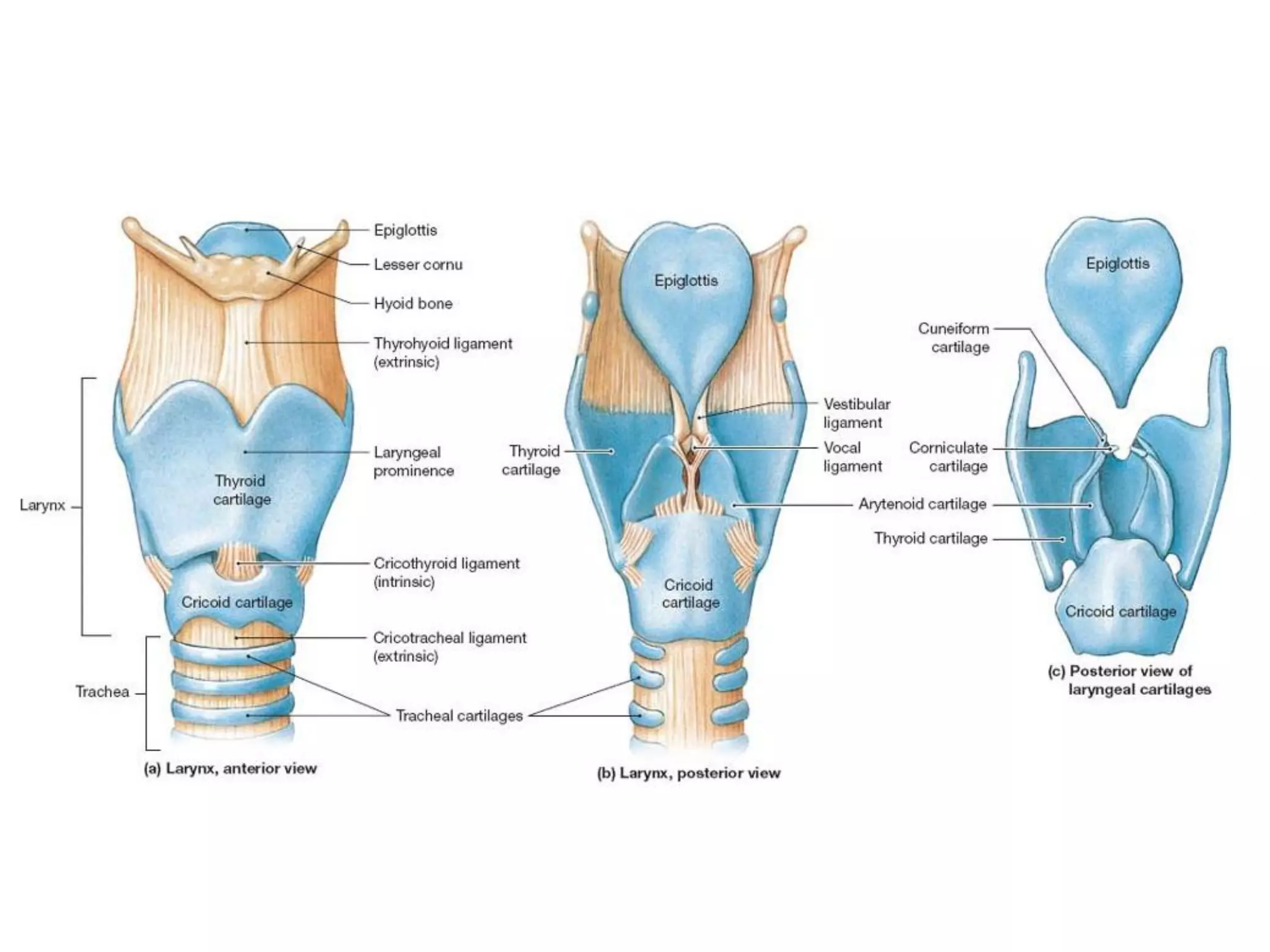 Anatomy of Larynx | PDF