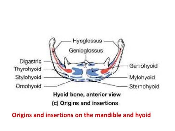 Anatomy Of The Larynx Anatomy Diagram Book