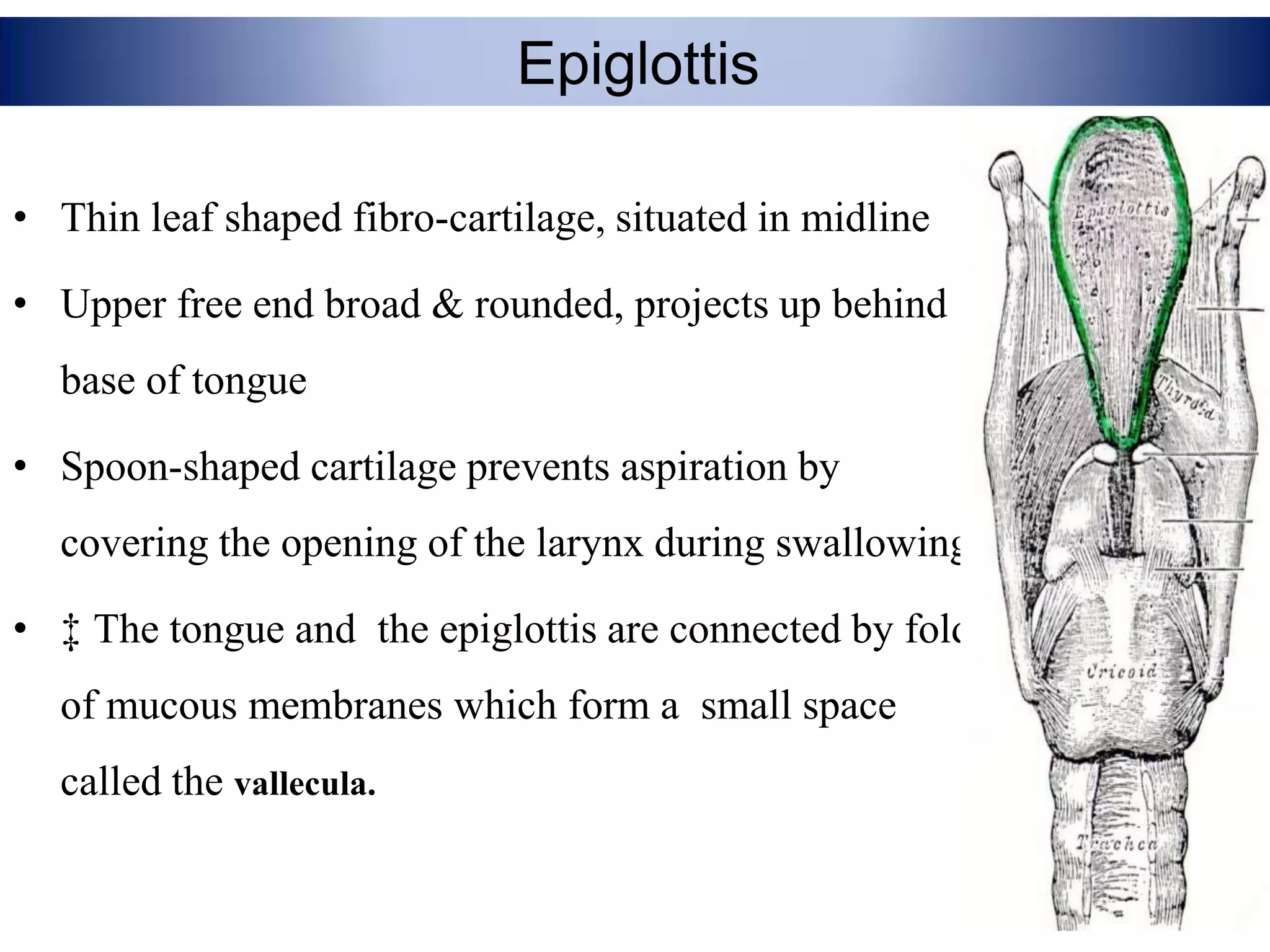 Anatomy of larynx | PPTX