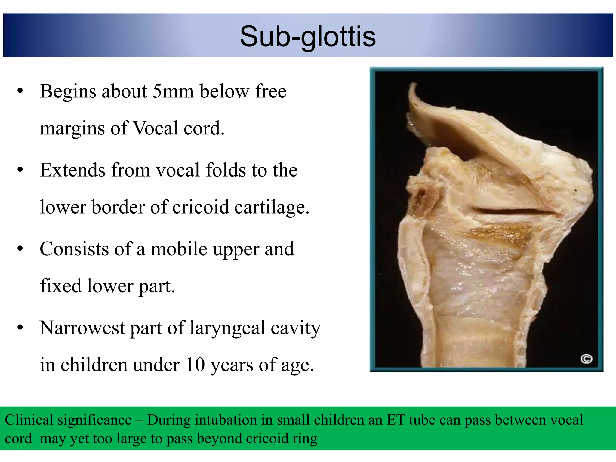Anatomy of larynx | PPTX