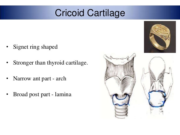 Thyroid Cartilage Lamina