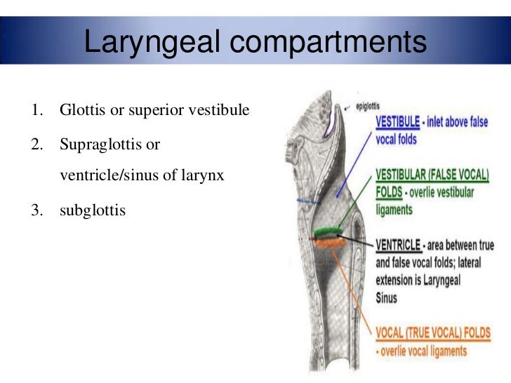 Anatomy of larynx