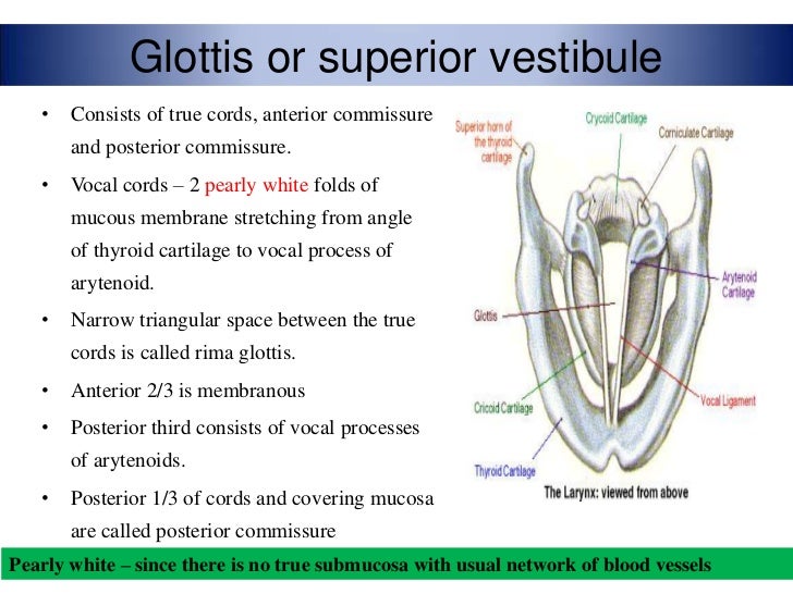Larynx Glottis Cancer