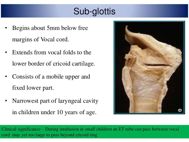 Anatomy of larynx