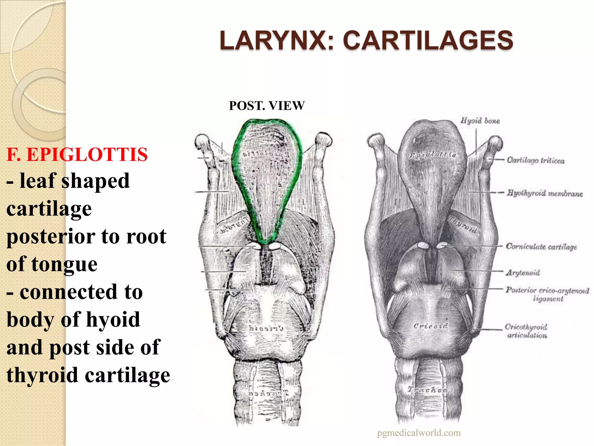 Anatomy of larynx | PPTX