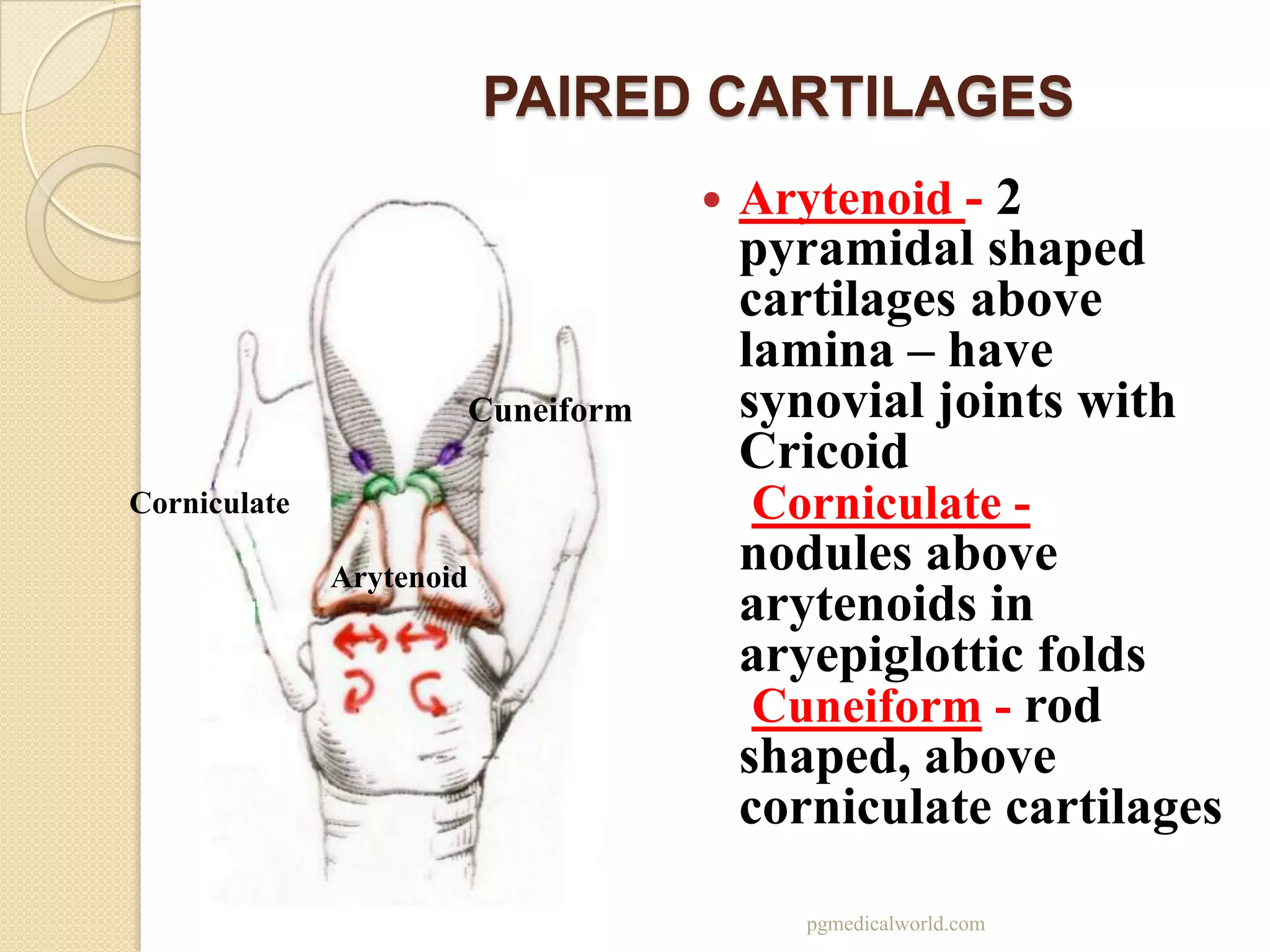 Anatomy of larynx | PPTX