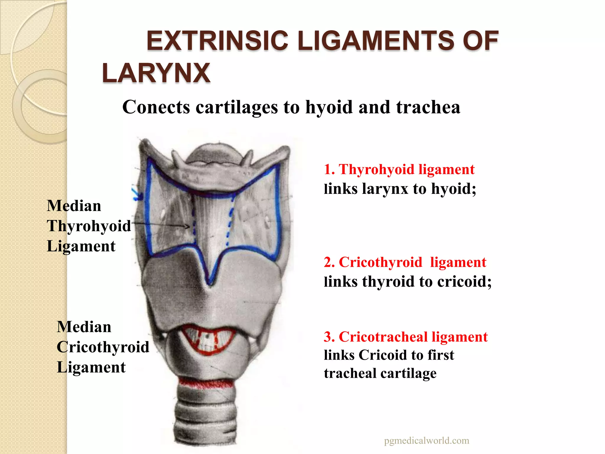 Anatomy Of Larynx Pptx