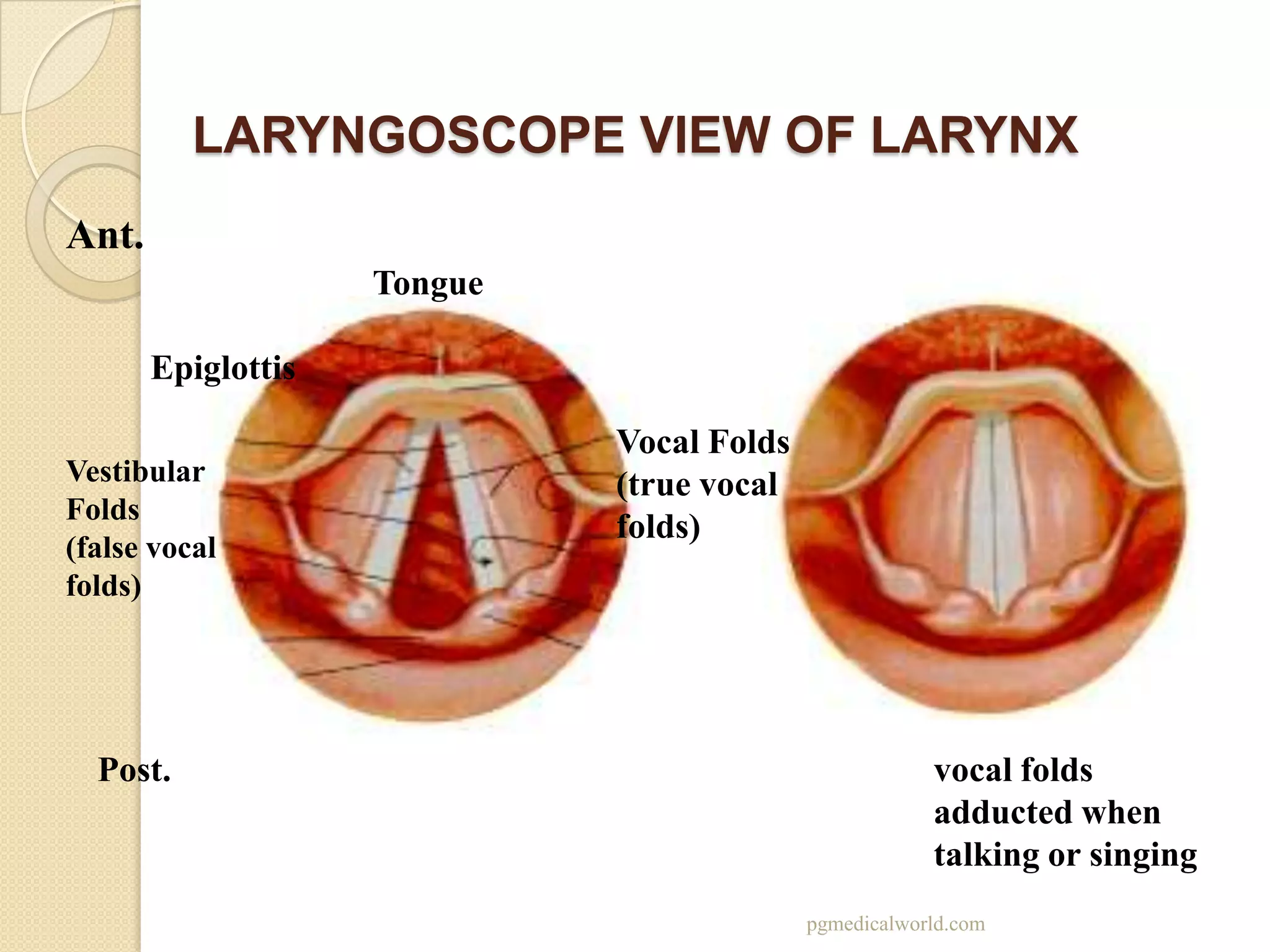 Anatomy of larynx | PPTX | Thyroid Disorders | Endocrine and Metabolic Diseases