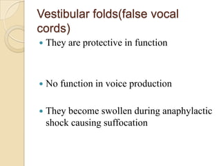 Anatomy of larynx | PPTX