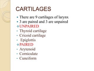 Anatomy of larynx | PPTX