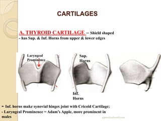 Anatomy of larynx | PPTX