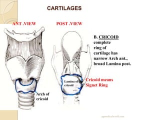 Anatomy of larynx | PPTX