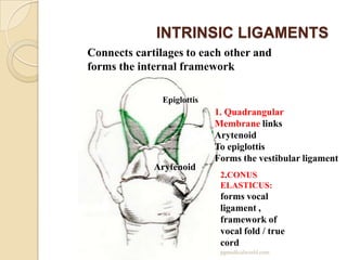 Larynx Ligaments
