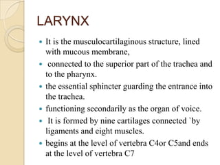 Anatomy of larynx | PPT