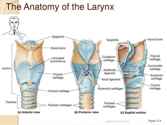 Anatomy of larynx