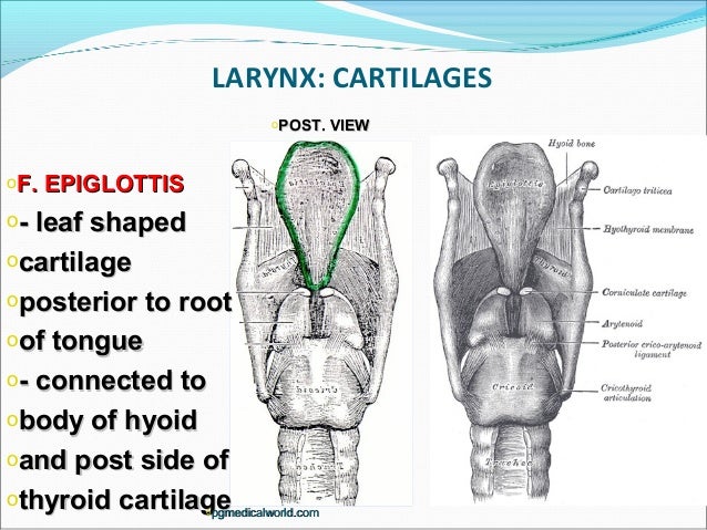 Anatomy of larynx