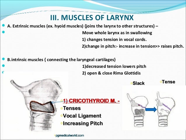 Intrinsic Muscles Of The Larynx Superior Diagram Of Vocal Cartilages,