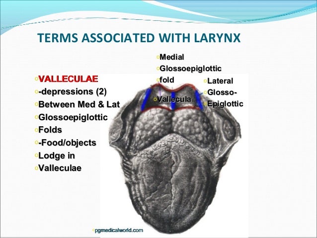 Anatomy of larynx