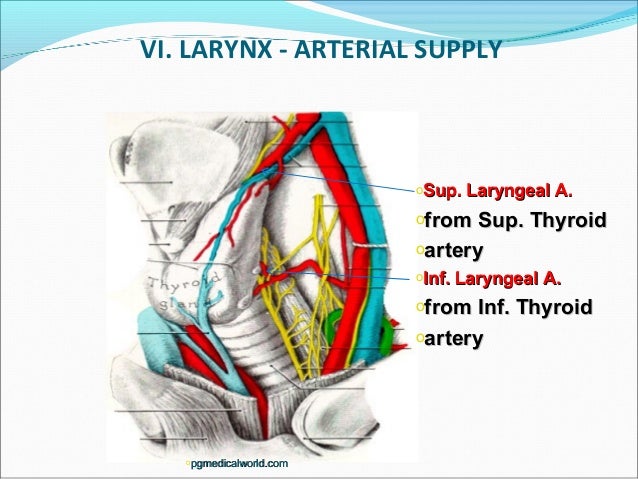 Anatomy of larynx
