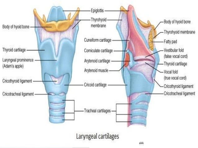 Anatomy of Larynx