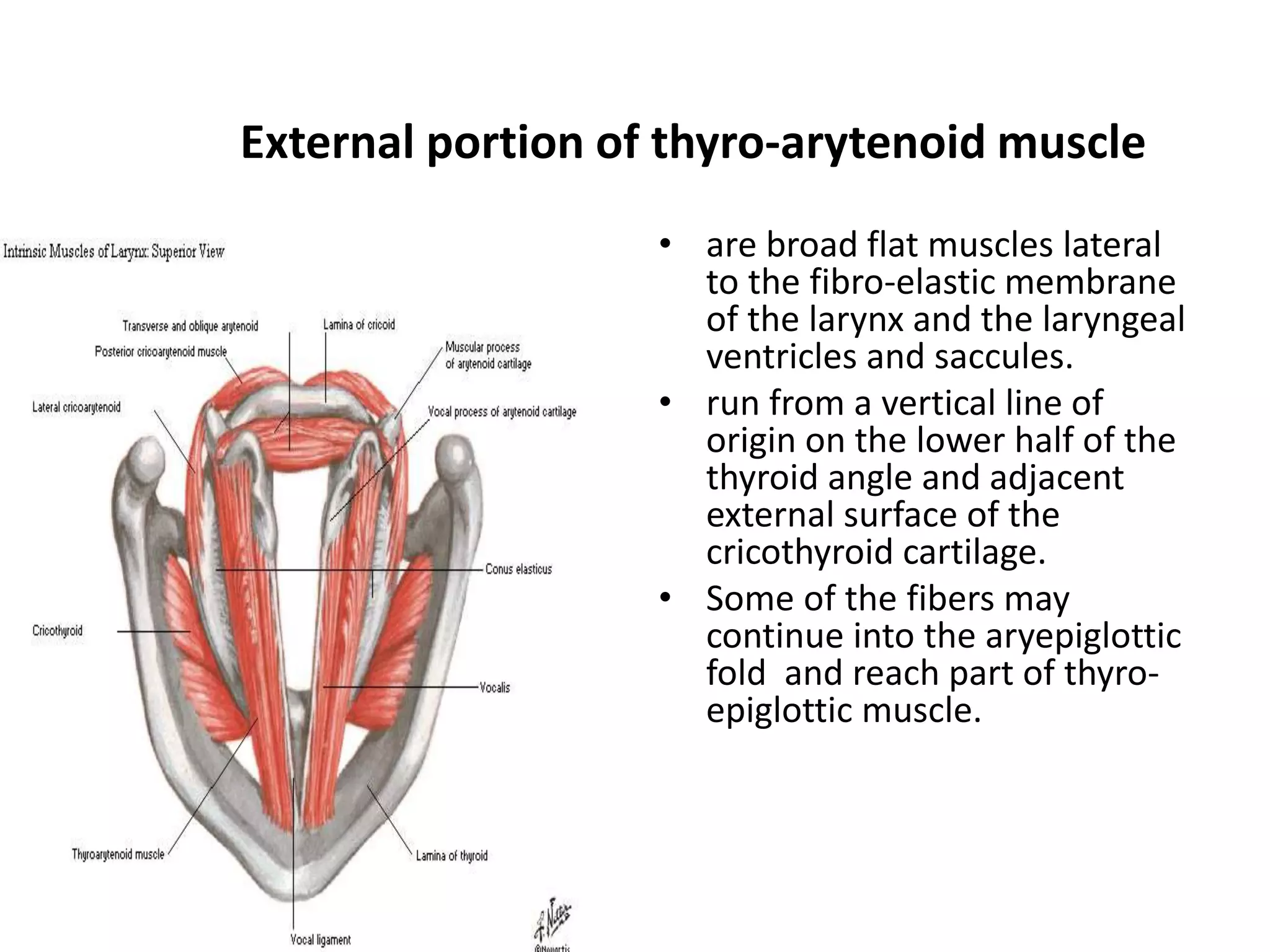 Anatomy of larynx. | PPTX