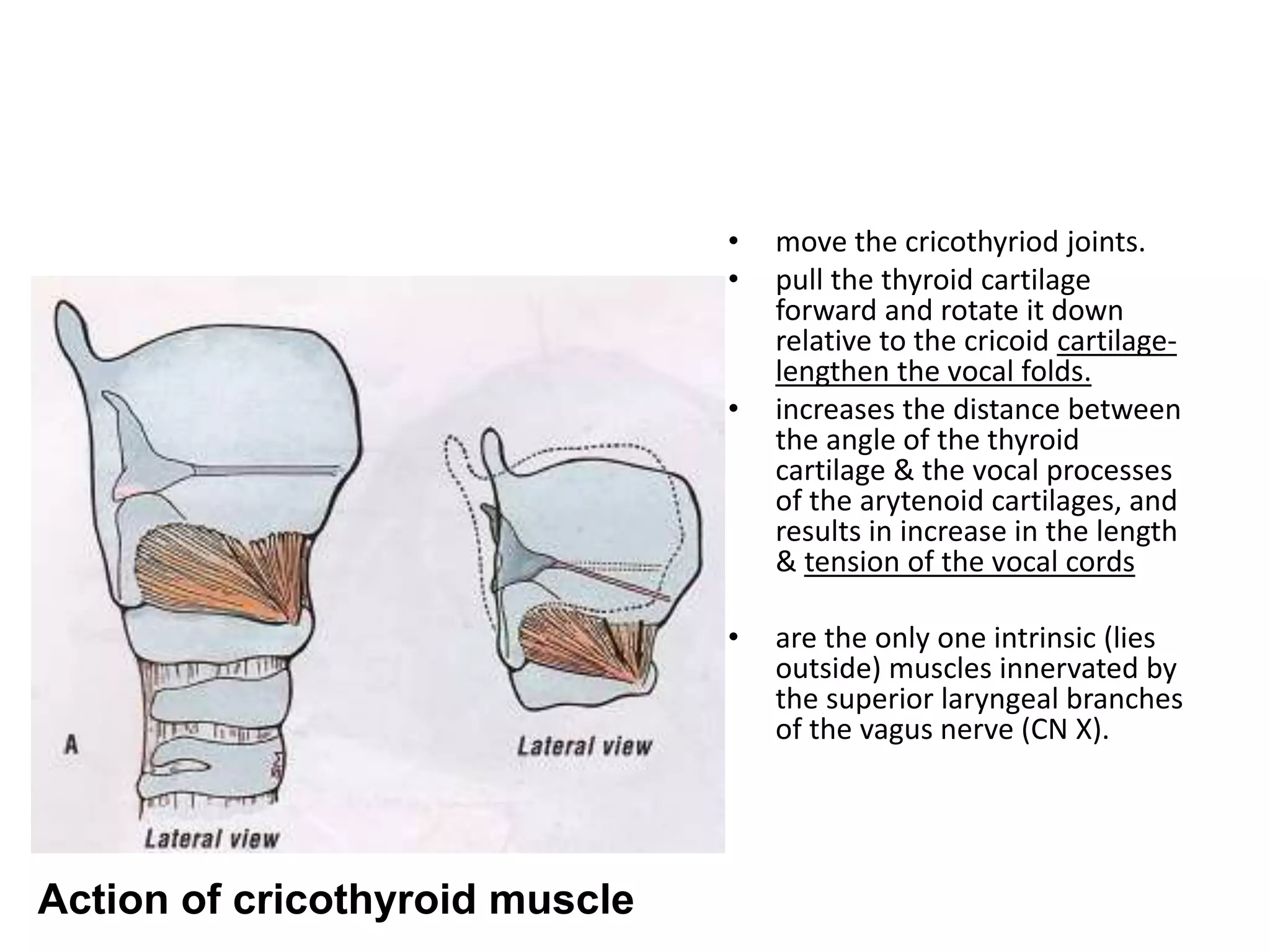 Anatomy of larynx. | PPTX