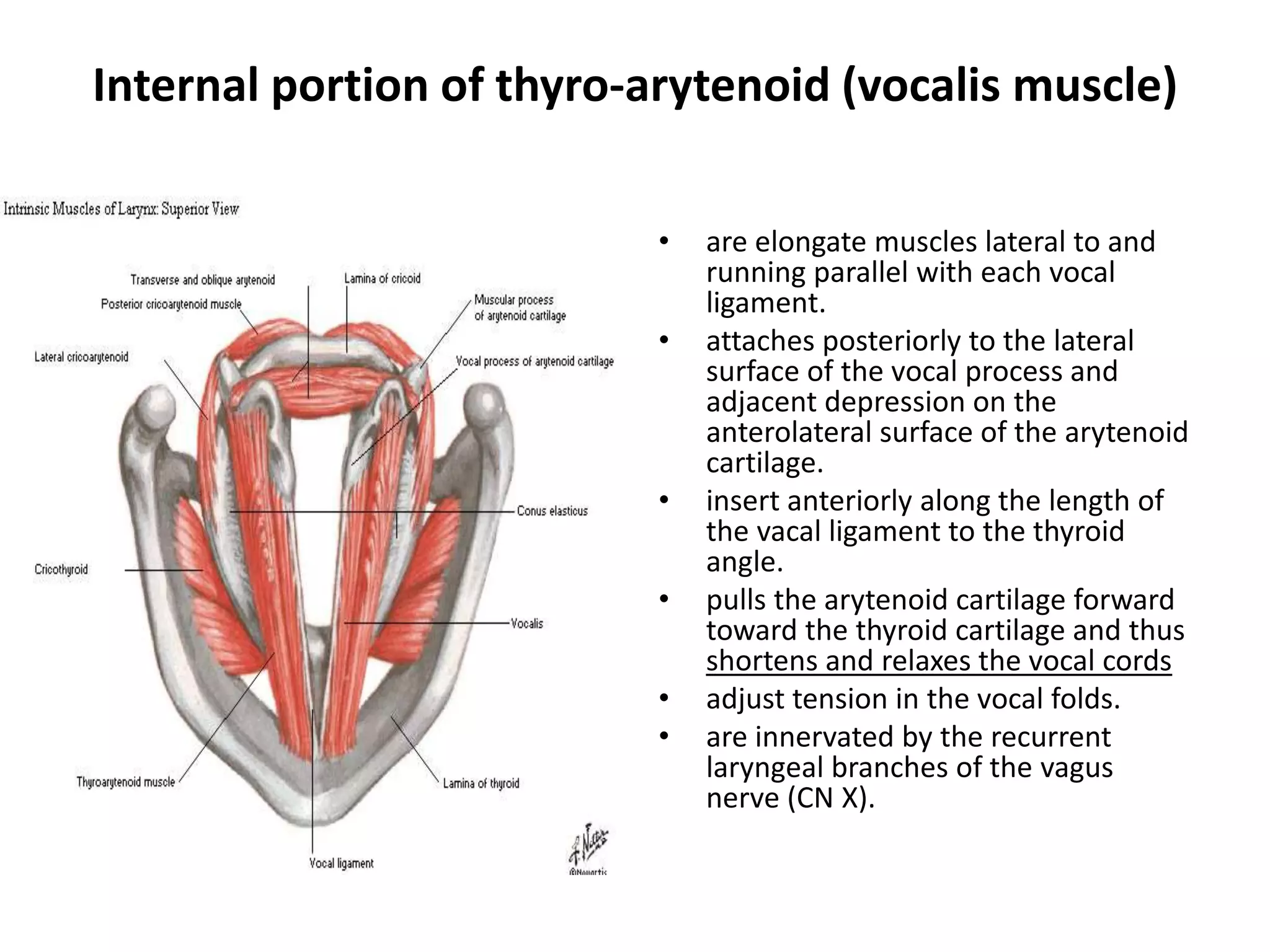 Anatomy of larynx. | PPTX