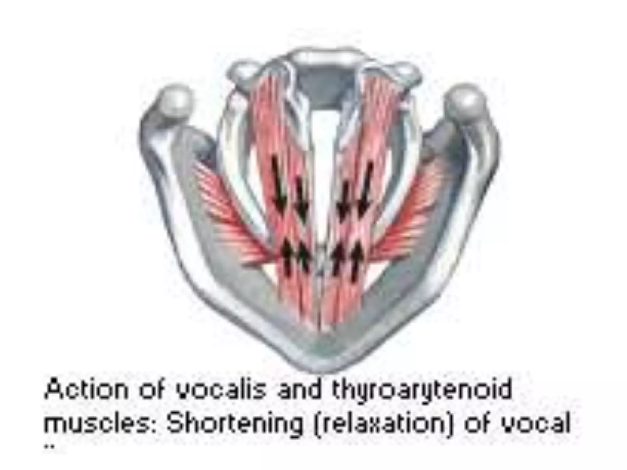 Anatomy of larynx. | PPTX