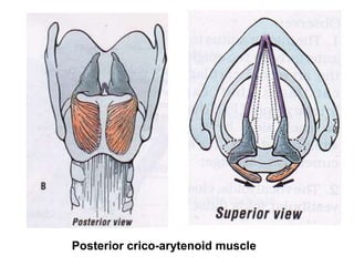 Anatomy of larynx. | PPTX