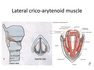 Anatomy of larynx. | PPTX