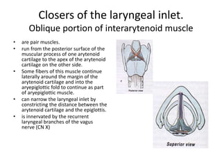 Anatomy of larynx. | PPTX
