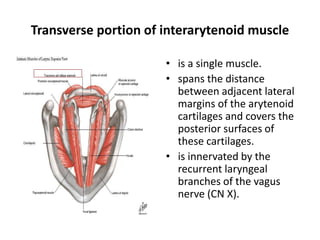 Interarytenoid Muscle