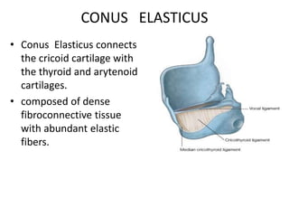 Lower Conus Elasticus