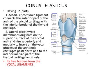 Conus Elasticus Quadrangular Membrane