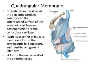 Quadrangular Membrane