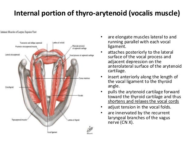 Anatomy of larynx.