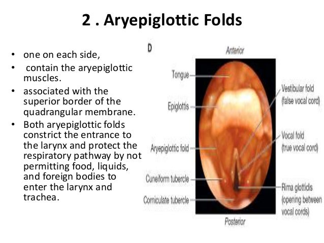 Anatomy of larynx.