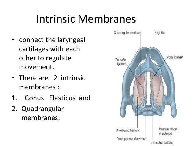 Anatomy of larynx.