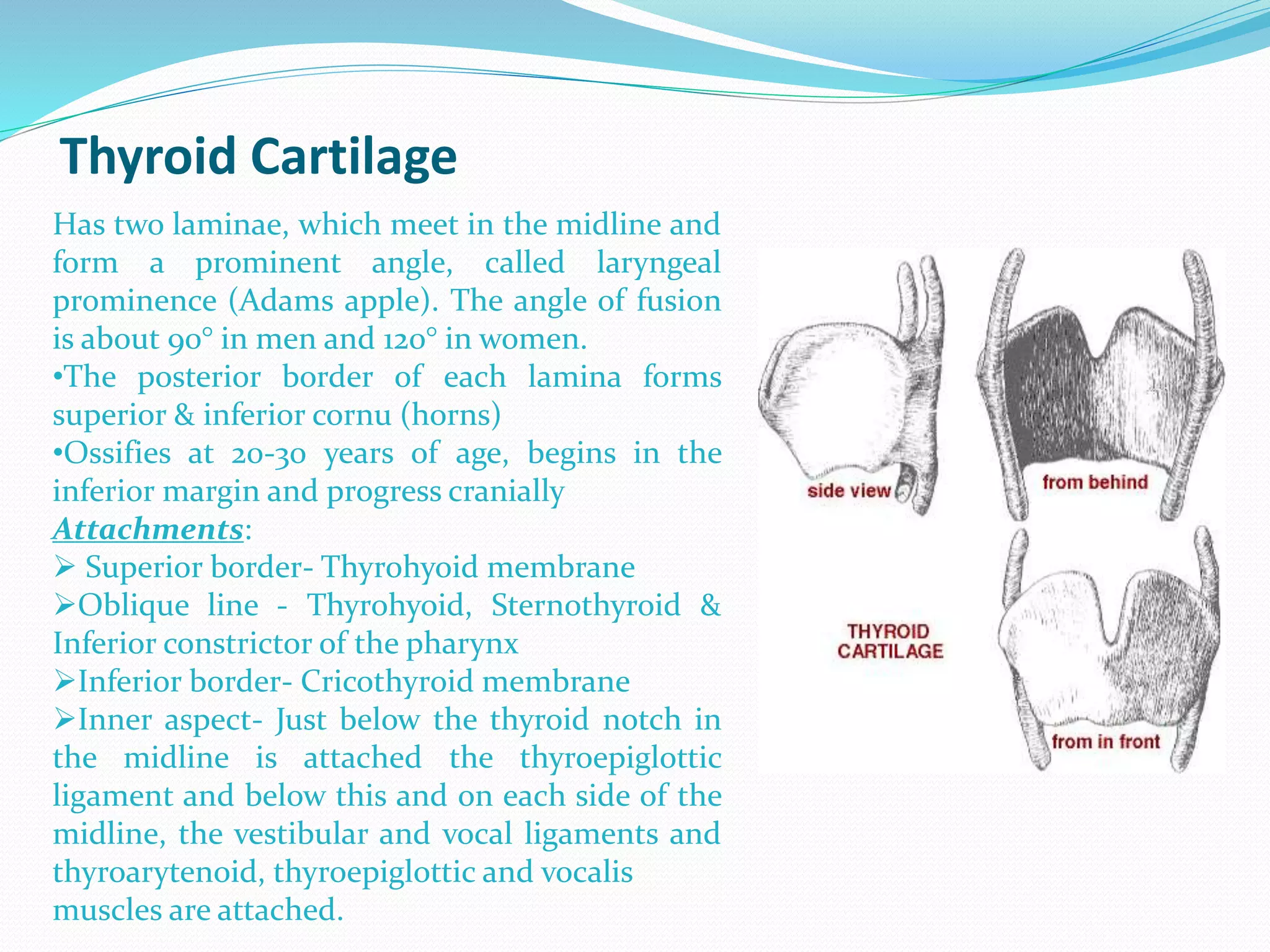 Anatomy of larynx | PPTX