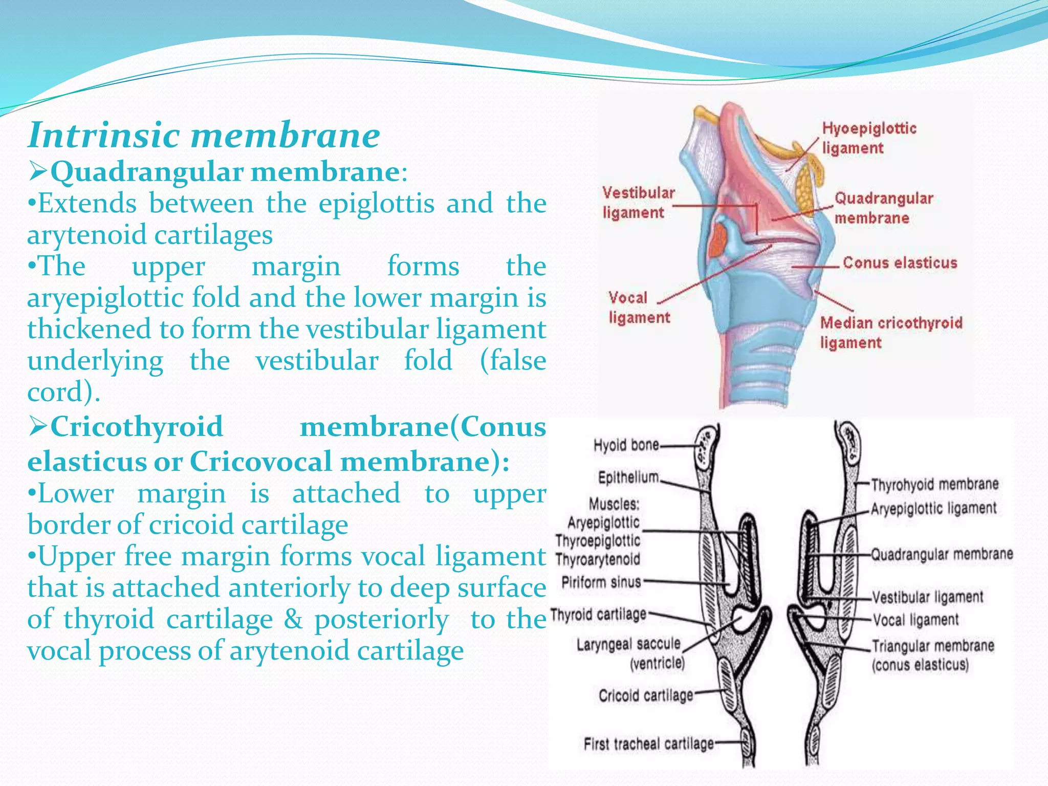 Anatomy of larynx | PPTX